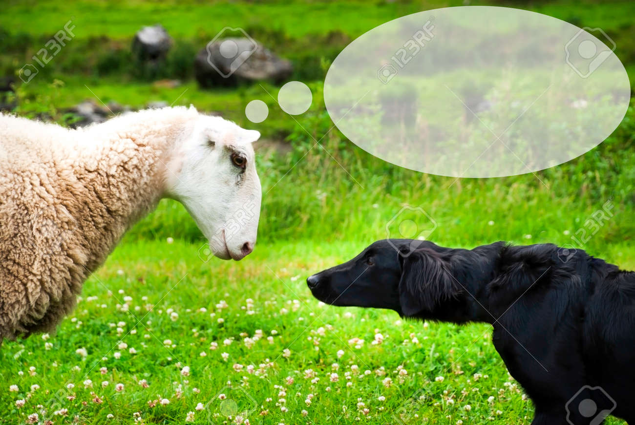 Por qué el perro camina y la oveja lo mira Explicaciones curiosas