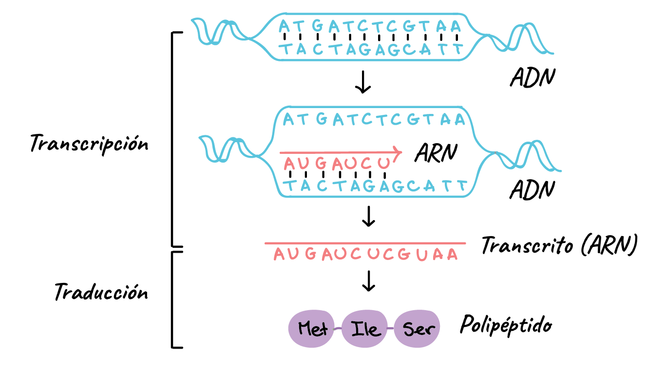 Qué es la transcripción del ADN y cómo ocurre en las células